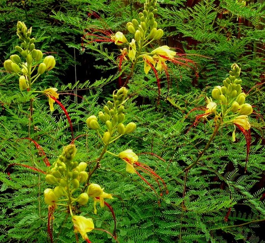 Caesalpinia Gilliesii seed | BELL Garden Company,Wholesale Plant seeds ...