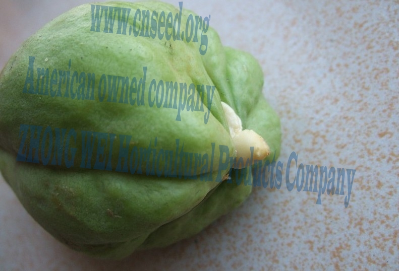 chayote seeds Sechium edule christophene pear mirliton christophine ...