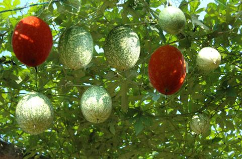 Trichosanthes Fruit seeds Fructus Trichosanthis seed | seedk.com Plant ...