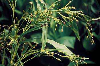 Chinese Jobs Tears Coix lacroyma-jobi ma-yuen | seedk.com Plant seeds ...