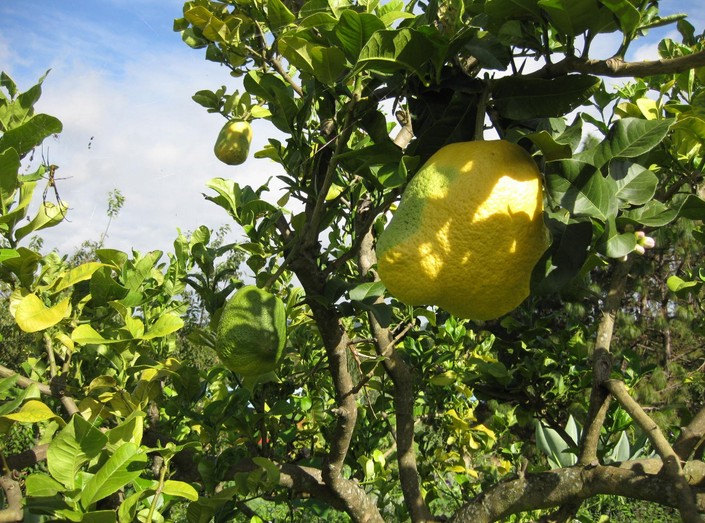 Citron Seed Citrus medica | seedk.com Plant seeds,Alive roots,Medicinal ...