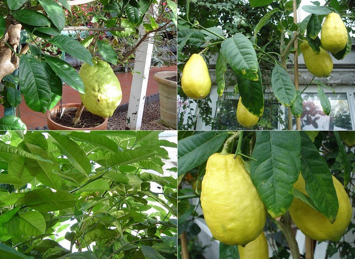 Citron Seed Citrus medica | seedk.com Plant seeds,Alive roots,Medicinal ...