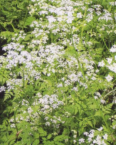 Cnidium monnieri seed | seedk.com Plant seeds,Alive roots,Medicinal ...