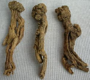 Codonopsis seeds herb Dang Shen seed | BELL Garden Company,Wholesale ...