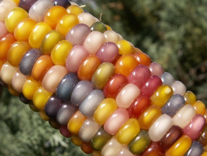 Color Maize seed | BELL Garden Company,Wholesale Plant seeds,Alive ...
