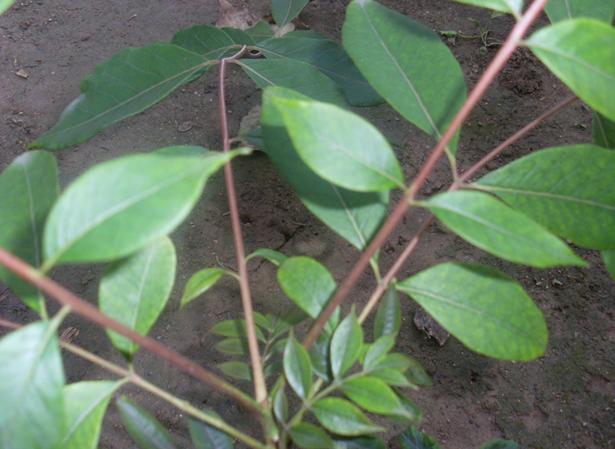 Cortex Phellodendri seeds Huang bai seeds | seedk.com Plant seeds,Alive ...