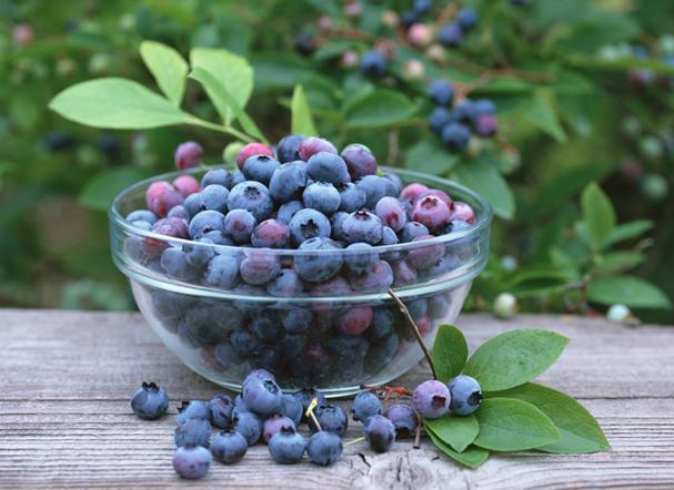 DWARF BLUEBERRY SEEDS Bonsai Edible | seedk.com Plant seeds,Alive roots ...