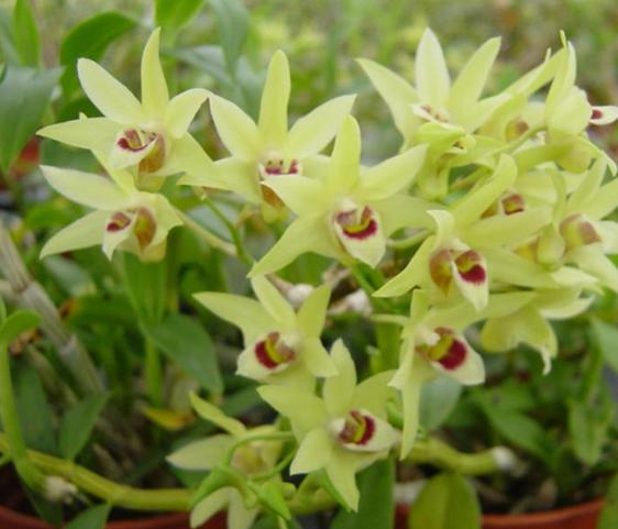 Dendrobium officinale seeds | seedk.com Plant seeds,Alive roots ...