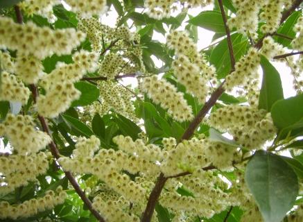 Elaeocarpus grandis seeds BLUE MARBLE TREE Quandong | seedk.com Plant ...