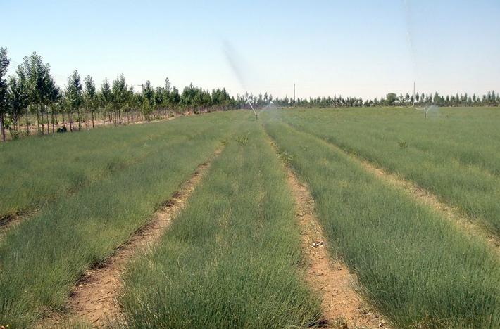 Ephedra seeds ma huang seeds | seedk.com Plant seeds,Alive roots ...