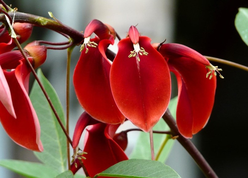 ERYTHRINA ARBORESCENS Coral Tree seed | seedk.com Plant seeds,Alive ...