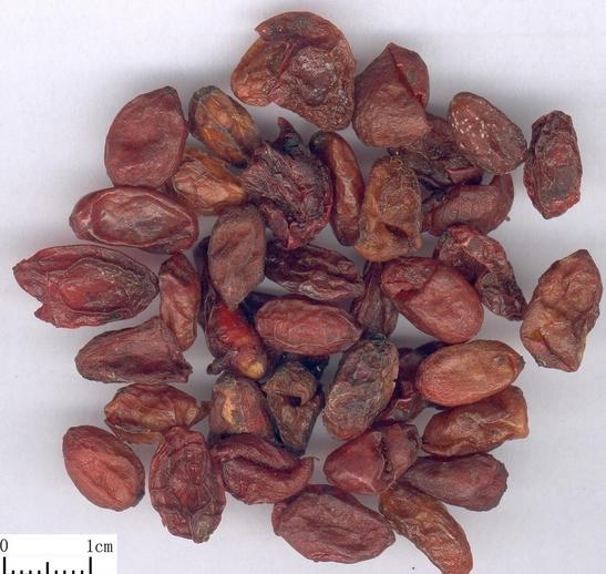 Fructus corni Cornus Pagoda Dogwood shan zhu yu | seedk.com Plant seeds ...