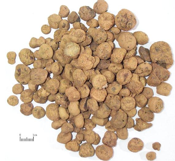 Fumitory Root pieces Fumaria officinalis | seedk.com Plant seeds,Alive ...