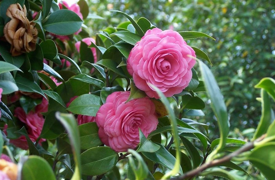 Gordonia seed | BELL Garden Company,Wholesale Plant seeds,Alive roots ...