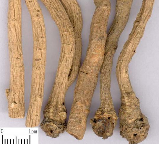 Isatidis Radix root slices indago woad ban lan gen | ZHONG WEI ...