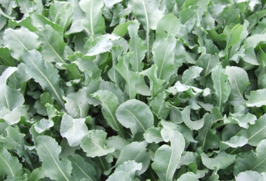 Isatidis Radix seed | seedk.com Plant seeds,Alive roots,Medicinal herbs ...