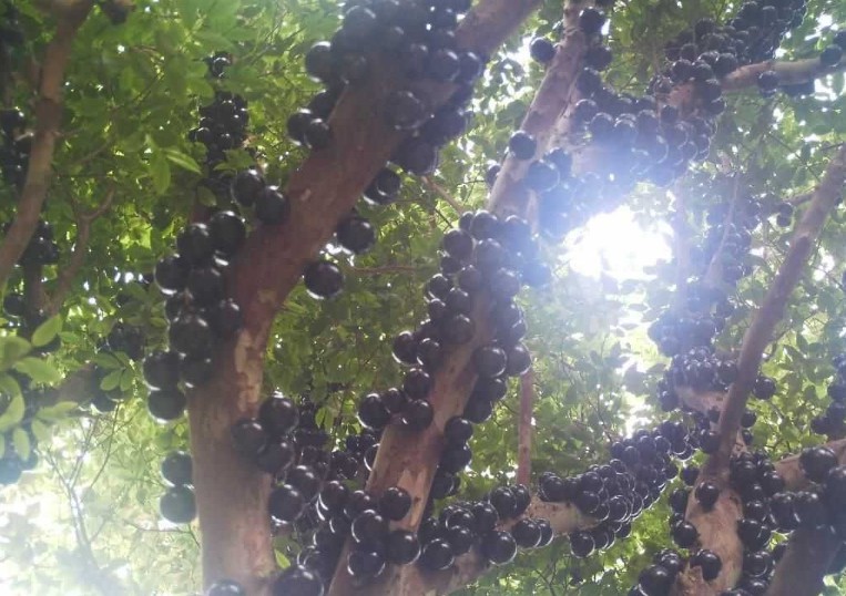Jabuticaba seed | seedk.com Plant seeds,Alive roots,Medicinal herbs ...