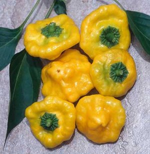 Jamaican Yellow Pepper seed Capsicum annuum | seedk.com Plant seeds ...
