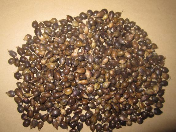 Job’s Tears seeds Coix lacryma-jobi Tear Grass adlay seed adlai | seedk ...