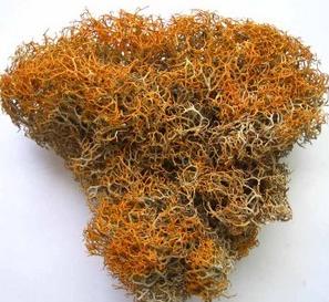 Lethariella cladonioides tea Red Snow Tea Wild Tibetan | seedk.com ...