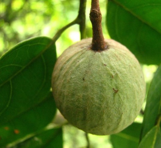Malania oleifera seed | seedk.com Plant seeds,Alive roots,Medicinal ...
