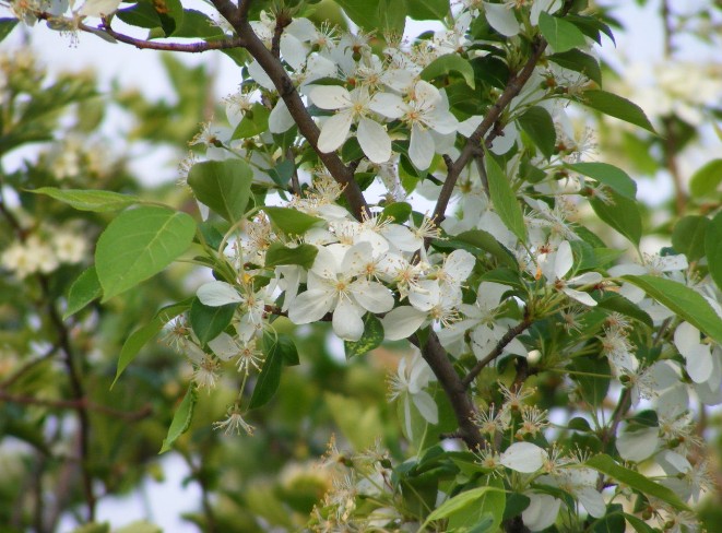 Malus baccata seed | seedk.com Plant seeds,Alive roots,Medicinal herbs ...