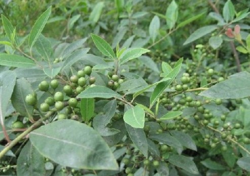 Litsea cubeba seed | seedk.com Plant seeds,Alive roots,Medicinal herbs ...