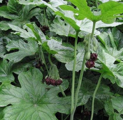 Mayapple Root Podophyllum peltatum | seedk.com Plant seeds,Alive roots ...