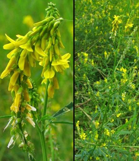 Mignonette seed Reseda odorata | BELL Garden Company,Wholesale Plant ...