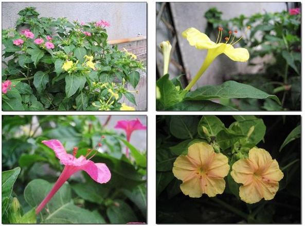 Mirabilis jalapa seeds Marvel of Peru | BELL Garden Company,Wholesale ...