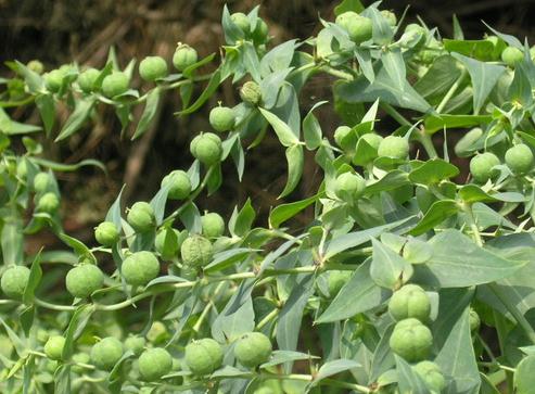 Moleplant seed Euphorbia lathyris seeds | seedk.com Plant seeds,Alive ...