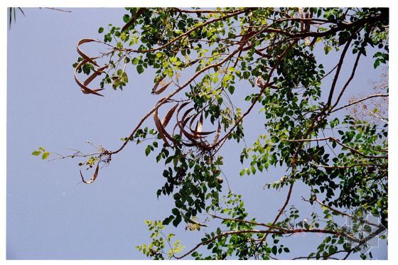 OROXYLUM INDICUM SEEDS MIDNIGHT HORROR TREE seeds | seedk.com Plant ...