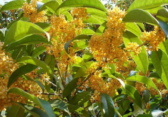 Osmanthus fragrans tea flowers gui hua tea | seedk.com Plant seeds ...