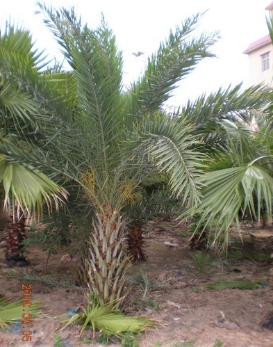 Phoenix sylvestris seed | seedk.com Plant seeds,Alive roots,Medicinal ...