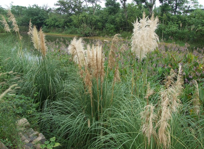 Phragmites communis seed | seedk.com Plant seeds,Alive roots,Medicinal ...