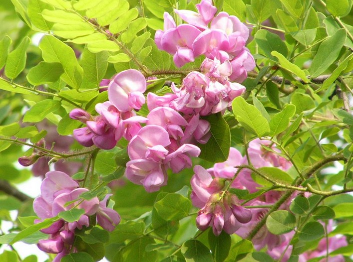 Pink Locust Tree Seed | seedk.com Plant seeds,Alive roots,Medicinal ...
