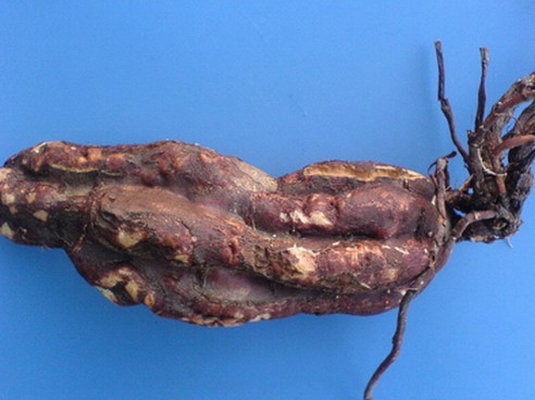 Polygonum multiflorum Seed | seedk.com Plant seeds,Alive roots ...