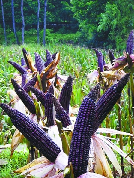 Purple Maize seed | seedk.com Plant seeds,Alive roots,Medicinal herbs ...