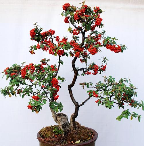Pyracantha fortuneana bonsai seeds Chinese Firethorn | seedk.com Plant ...