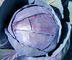 Red Express Cabbage Brassica oleracea capitata ‘Red Express’ | seedk ...