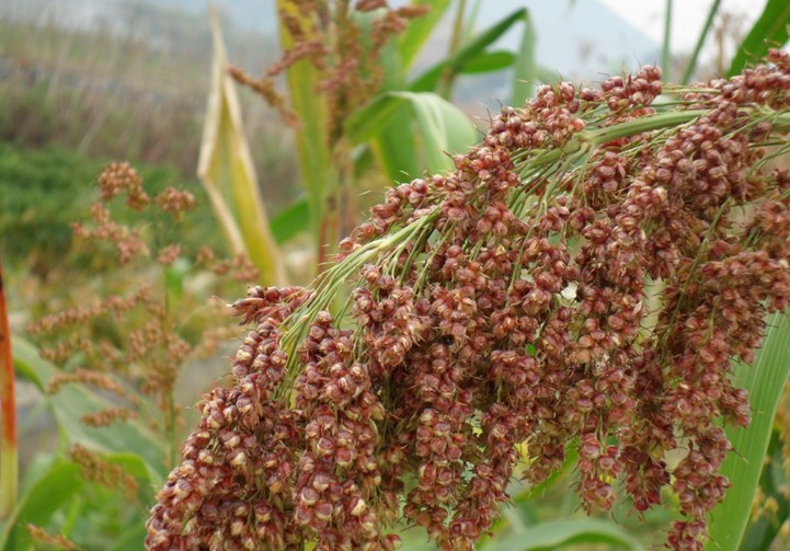 Red Sorghum Plant