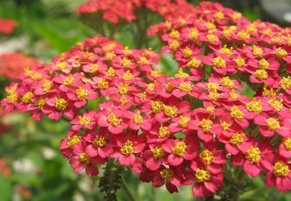 Red Yarrow seed Achillea millefolium 'Cerise Queen' | BELL Garden ...
