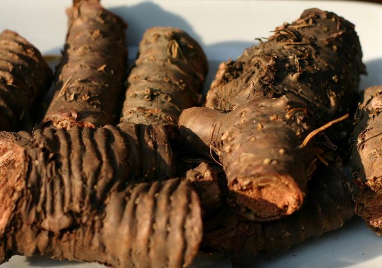 Rhodiola Rosea root Tibet Wild Golden Root Adaptogen hong jing ti an ...