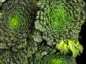Rosette Cabbage Brassica chinensis var. rosularis 'Tai Ko Tsoi' | BELL ...