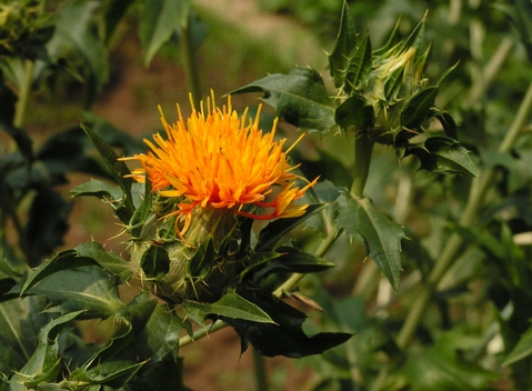 Safflower seed Carthamus tinctorius | seedk.com Plant seeds,Alive roots ...