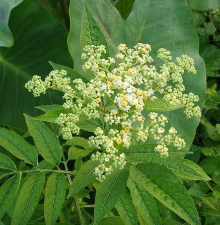 Sambucus chinensis seed | seedk.com Plant seeds,Alive roots,Medicinal ...