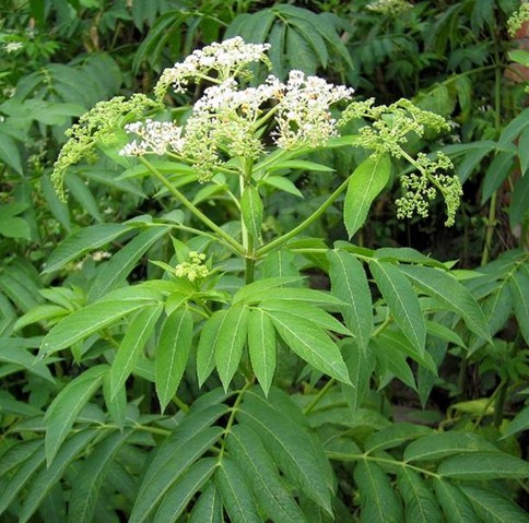 Sambucus chinensis seed | seedk.com Plant seeds,Alive roots,Medicinal ...