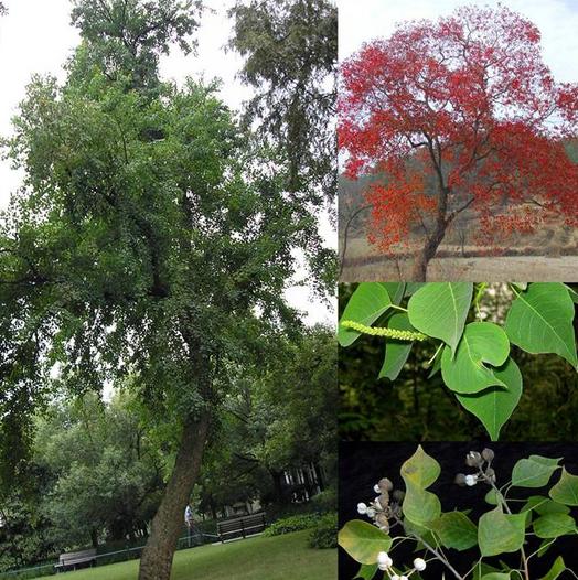 Sapium sebiferum seeds Chinese Tallow Popcorn Tree Seeds | seedk.com ...