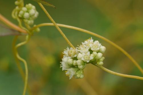 Semen Cuscutae seeds Chinensis cuscuta seeds Tu SI ZI | seedk.com Plant ...