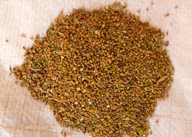Chinese Herbs In Western View - Tu Si Zi (Semen Cuscutae Chinensis ...